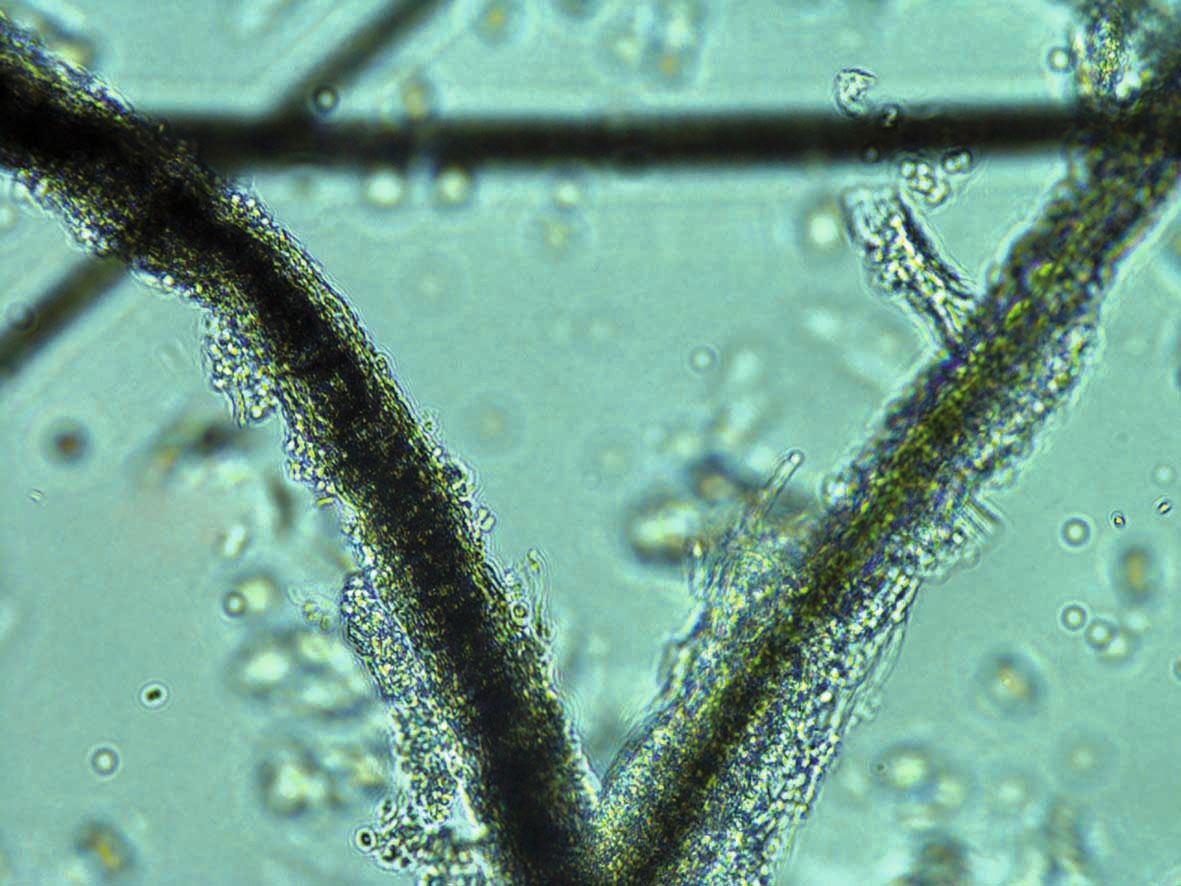 Vet Focus Feline Dermatofitoza | Royal Canin