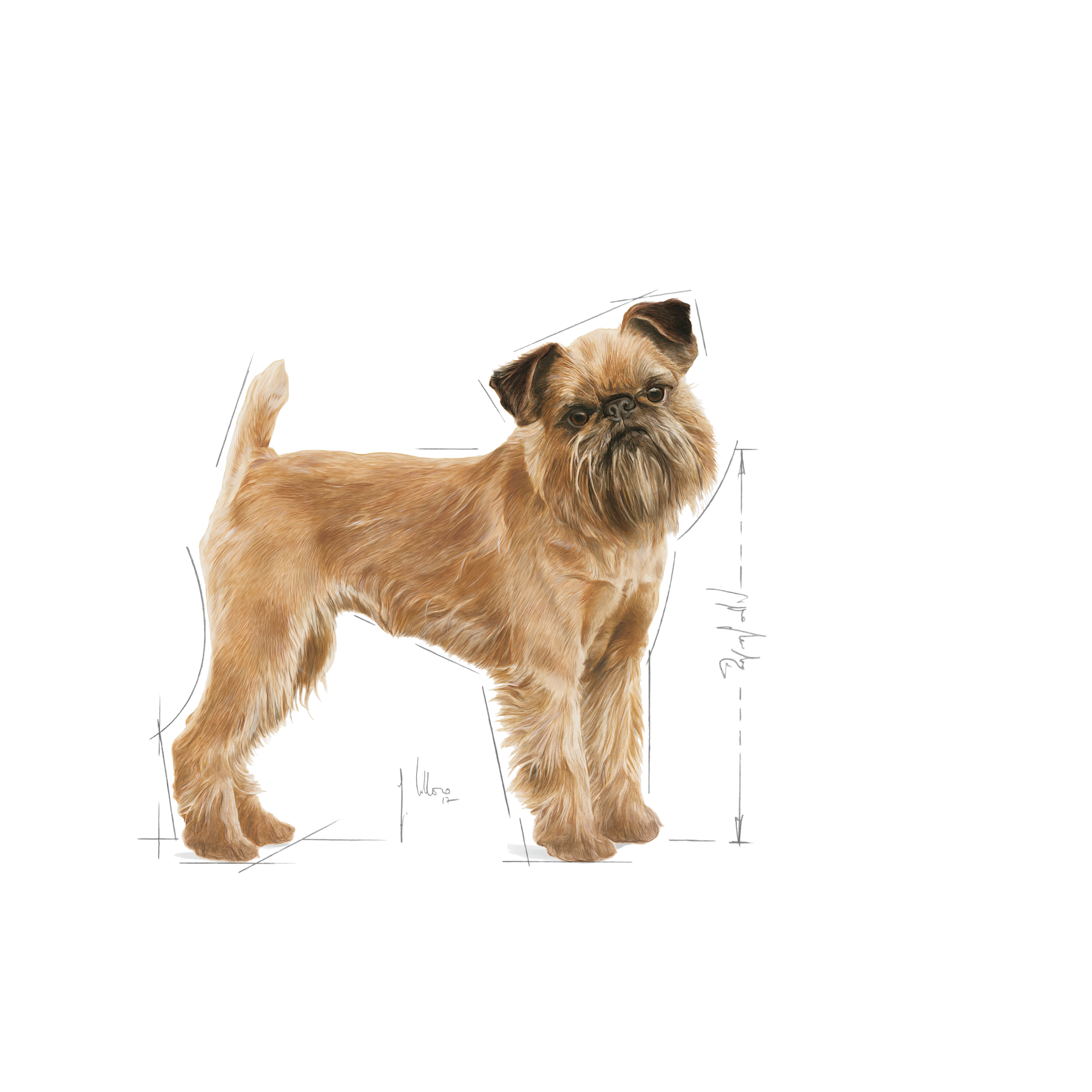 Dental Care Mini | Royal Canin NL