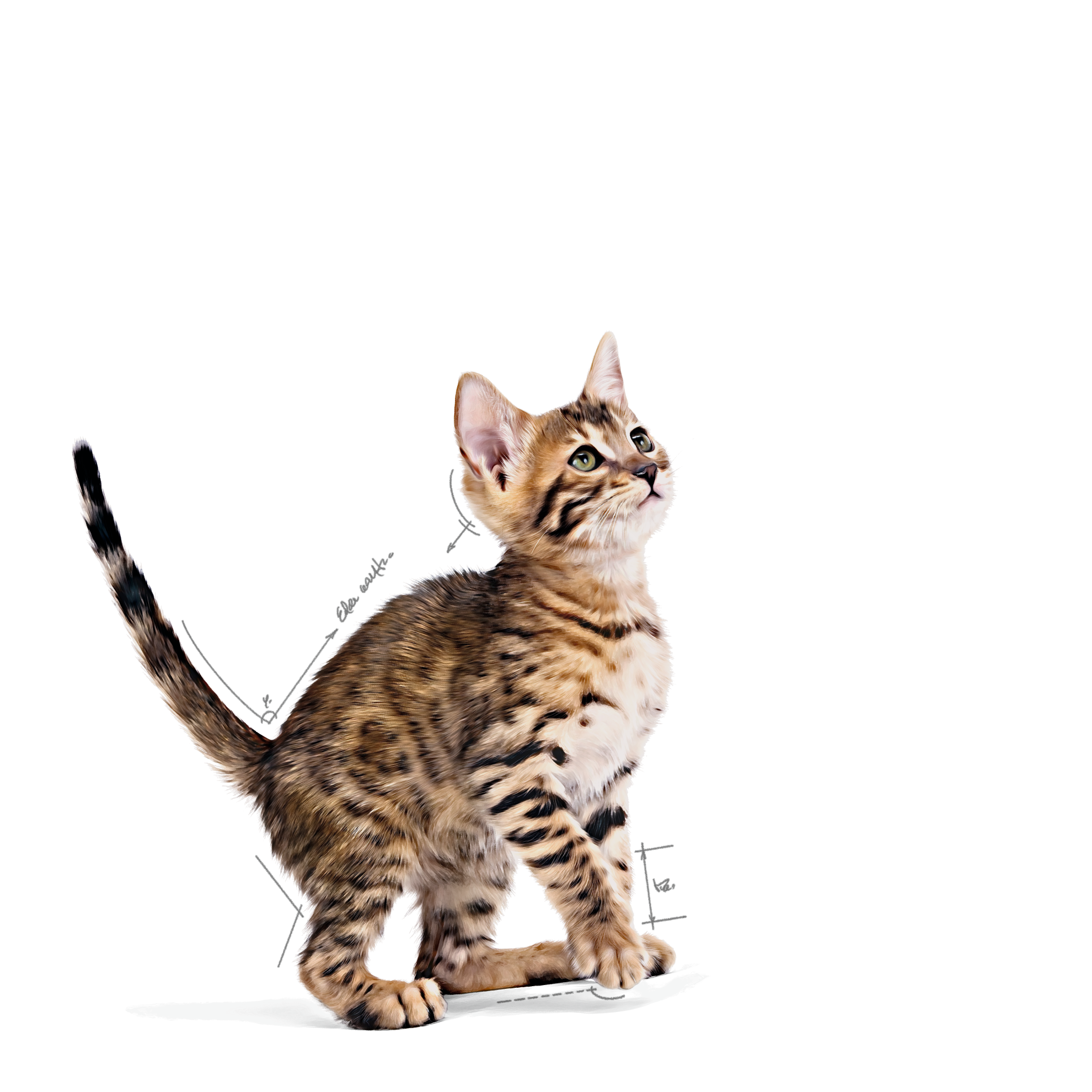 Royal Canin Kitten Sterilised in Jelly - Natvoer voor kittens | Royal ...