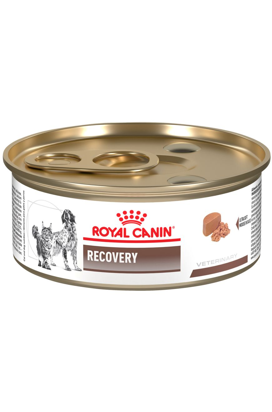 Recovery lata | Royal Canin MX