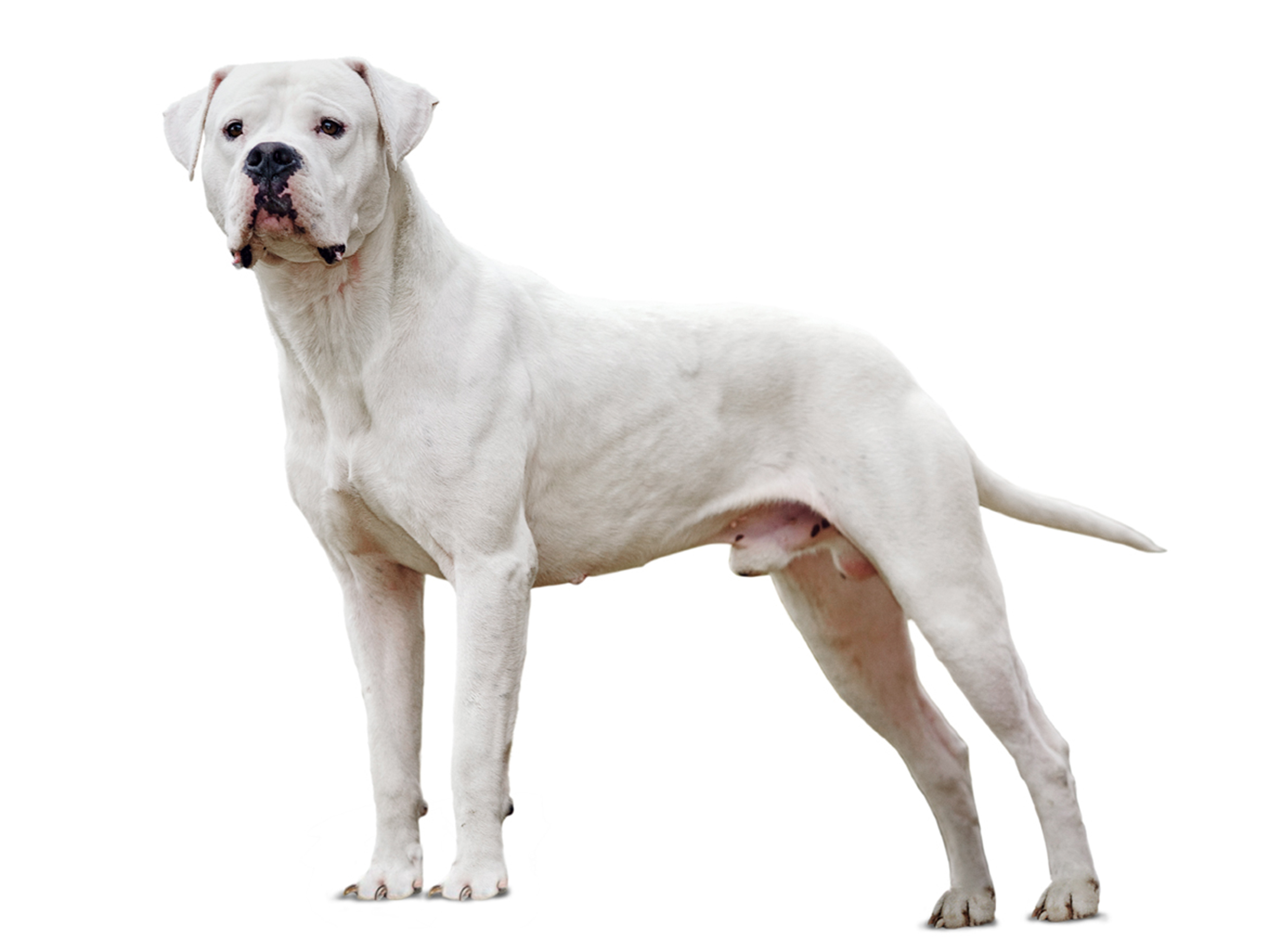 Iskalnik pasem psov | Royal Canin Slovenia