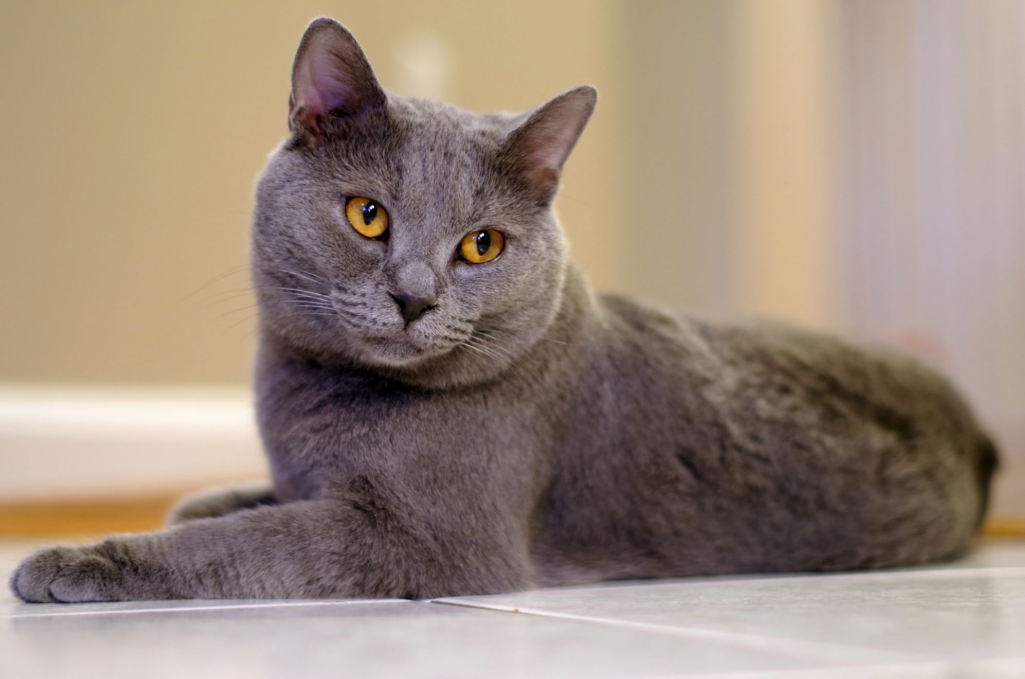 Chartreux: karakter, sağlık, beslenme | Royal Canin Turkey