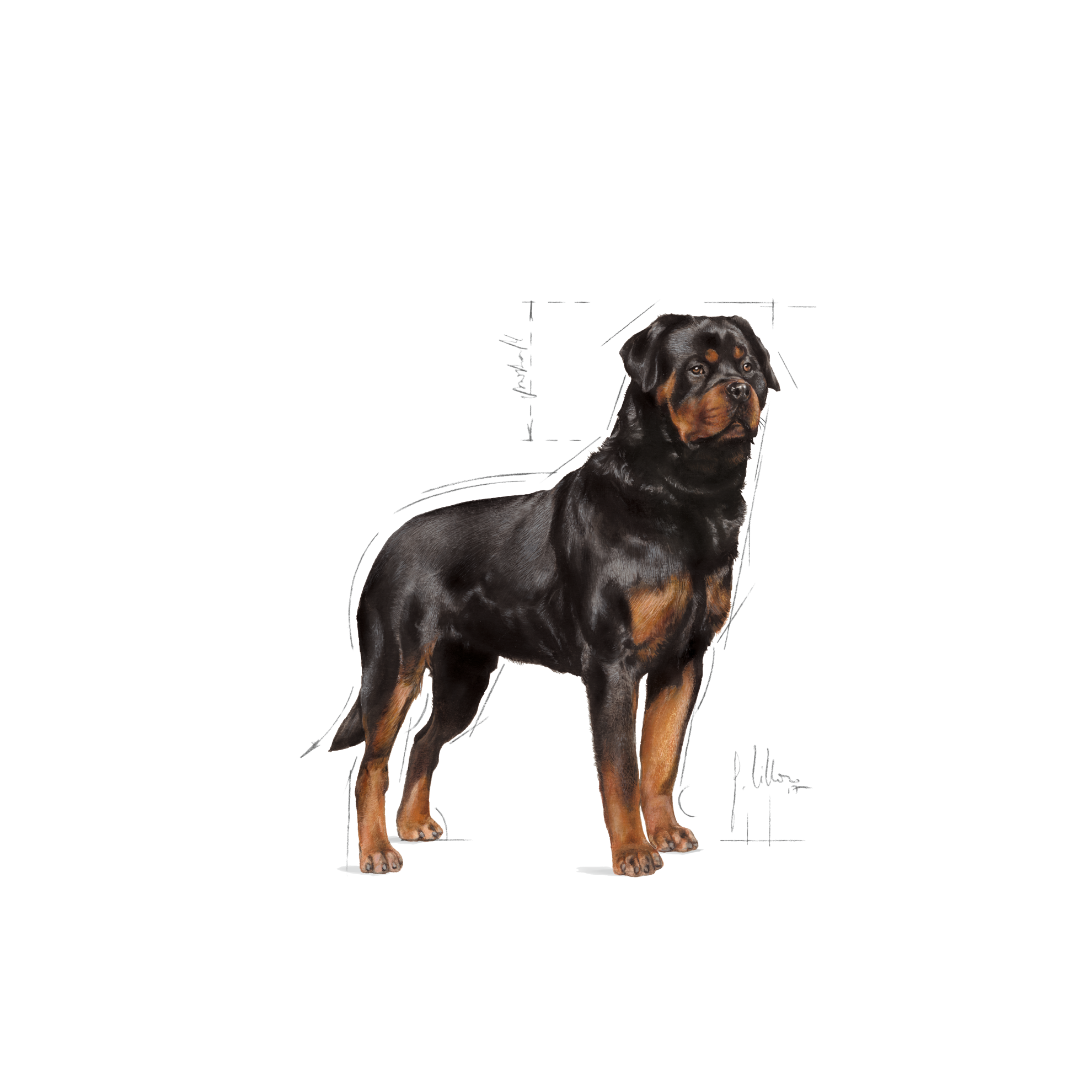 Mean Rottweiler Drawings