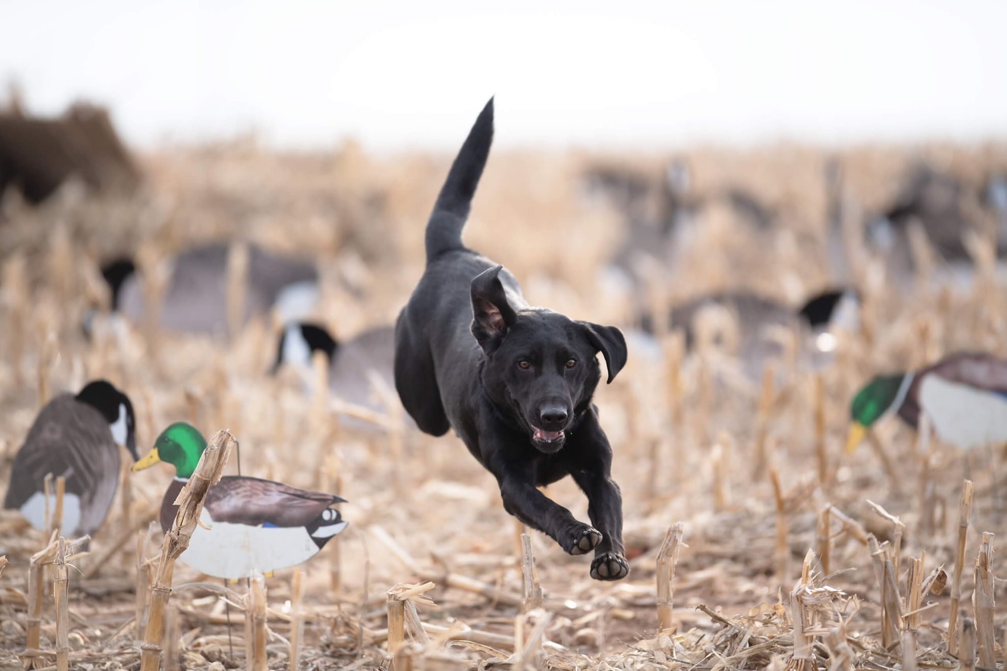 Black Lab Hunting Wallpaper