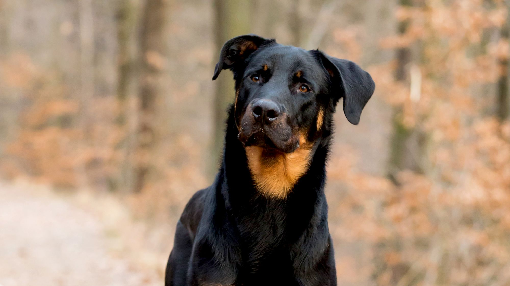 Beauce Sheep Dog | Royal Canin US