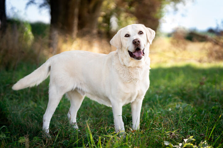 Labrador Retriever: traits, health, nutrition | Royal Canin US