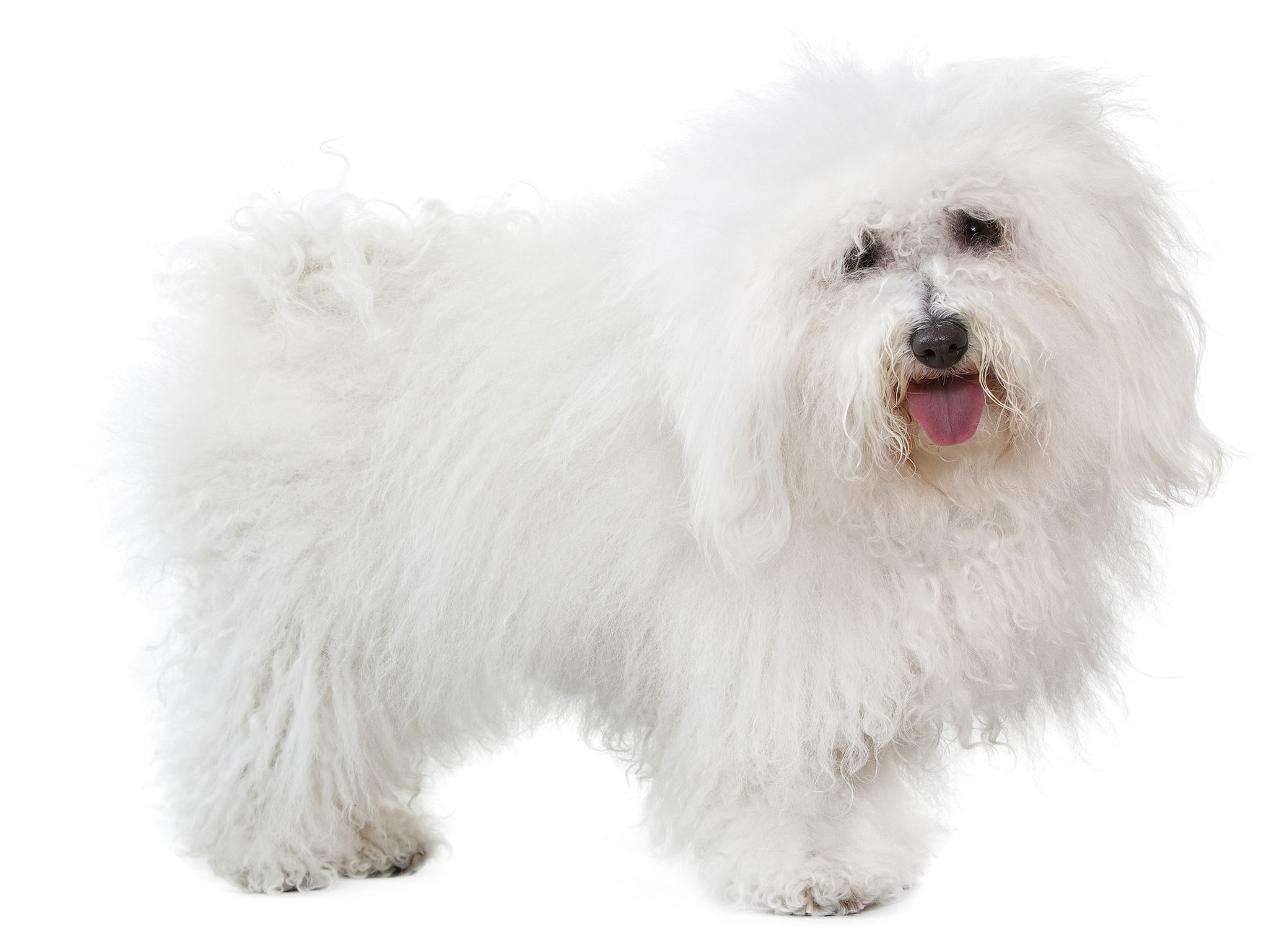 Chien Bichon bolonais : spécificités et alimentation | Royal Canin FR