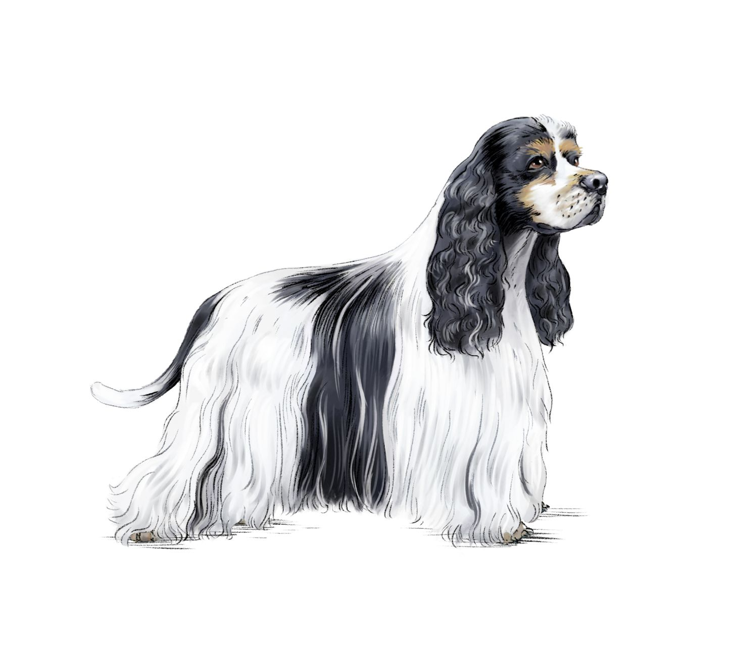 Do American Cocker Spaniels Bark A Lot