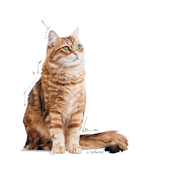 Digestive Care Loaf Royal Canin AU