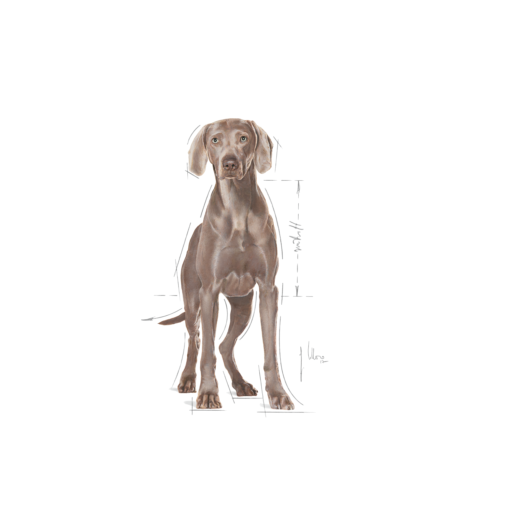 Maxi Relax Care | Royal Canin AU