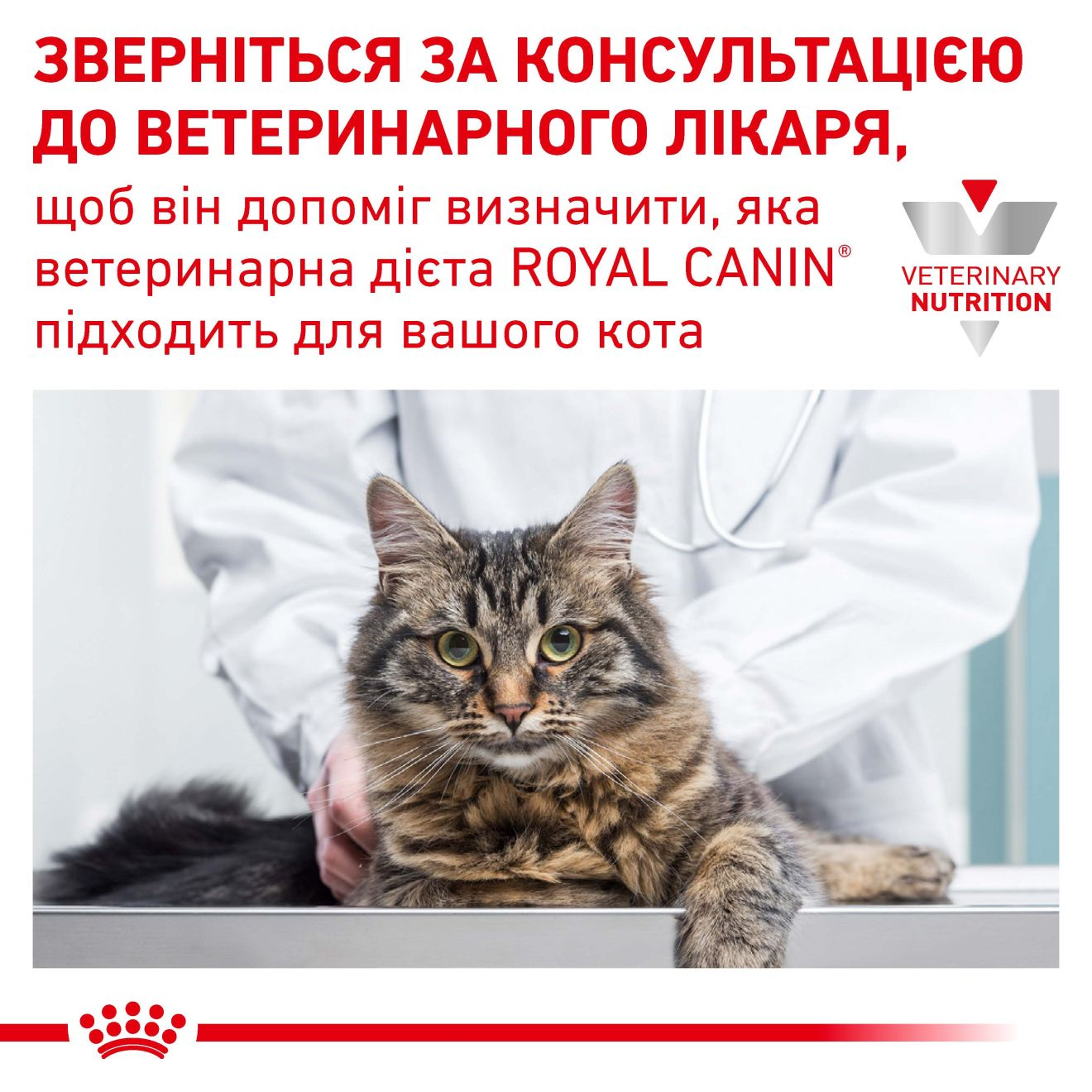 Gastrointestinal Kitten | Royal Canin UA