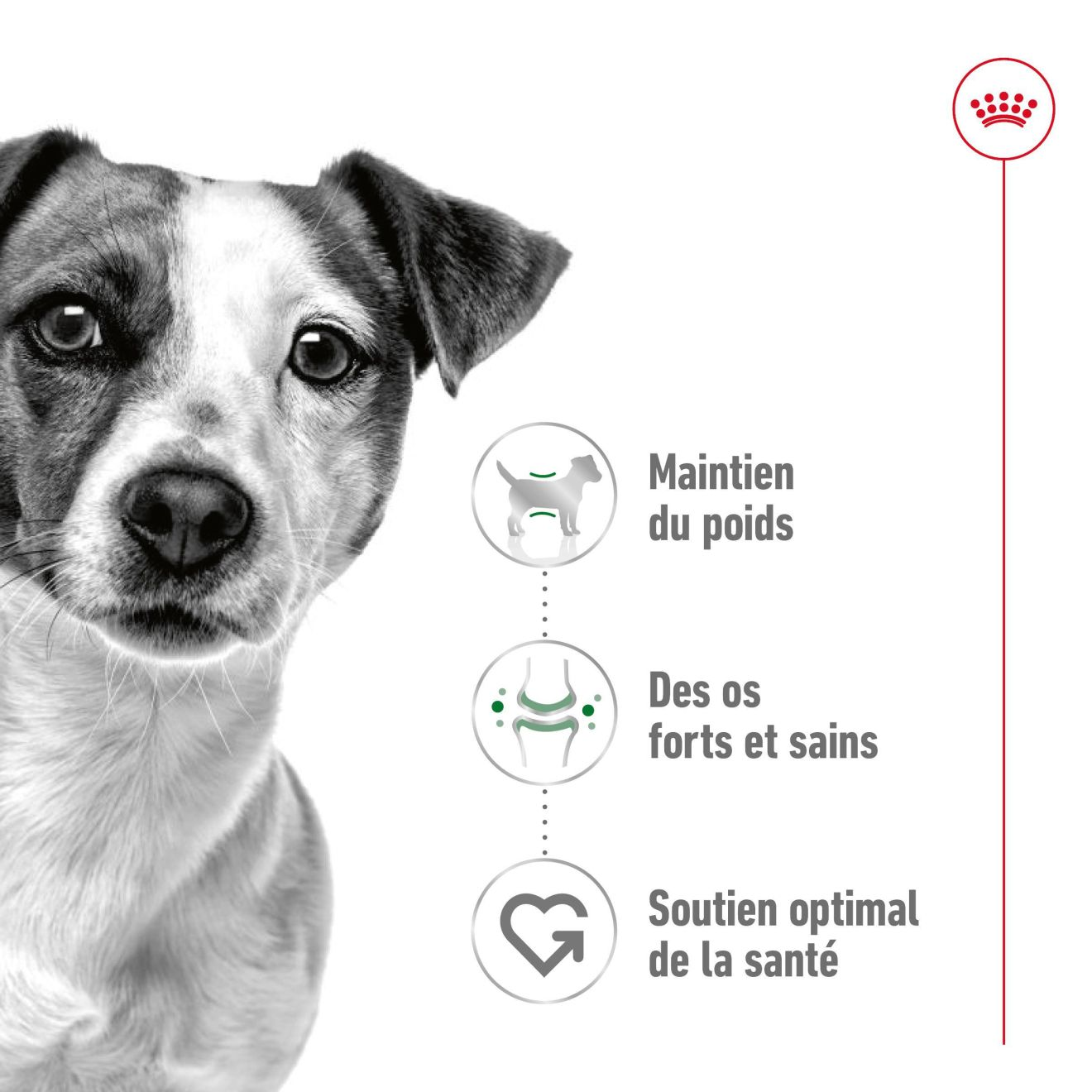 Mini Adult | Royal Canin BE