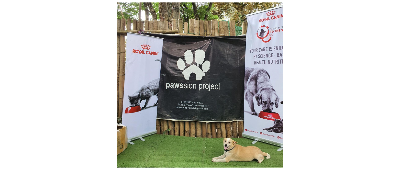 Bring my Pet to the Vet: Living our Purpose at Pawssion Project | Royal ...