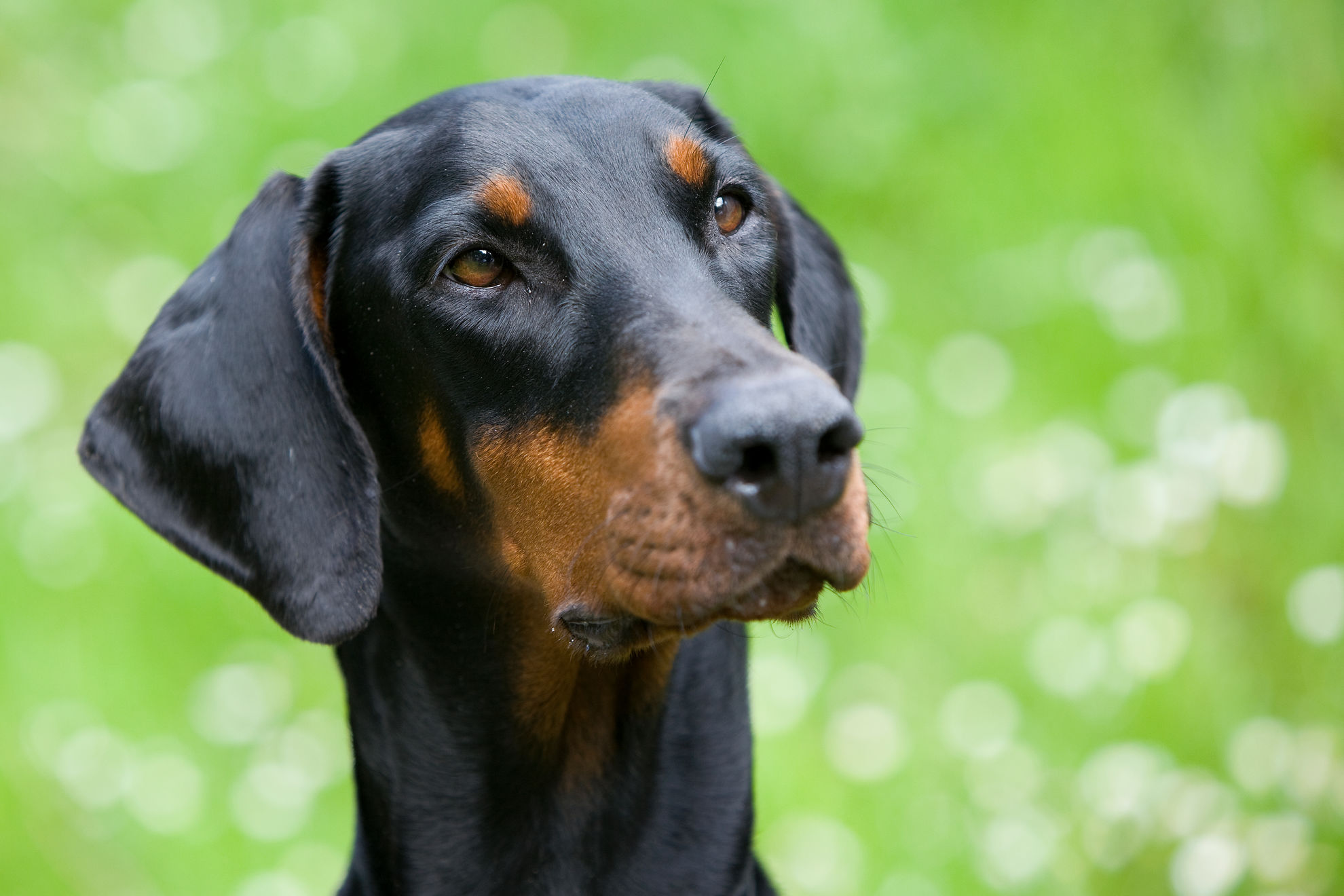 Dobermann : spécificités et alimentation | Royal Canin FR