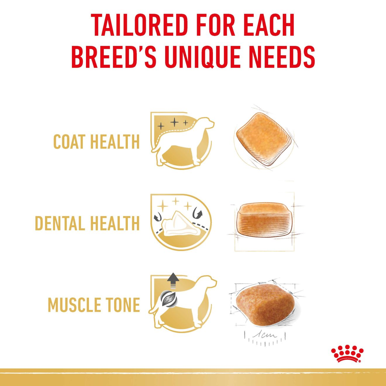 Poodle Adult | Royal Canin AU