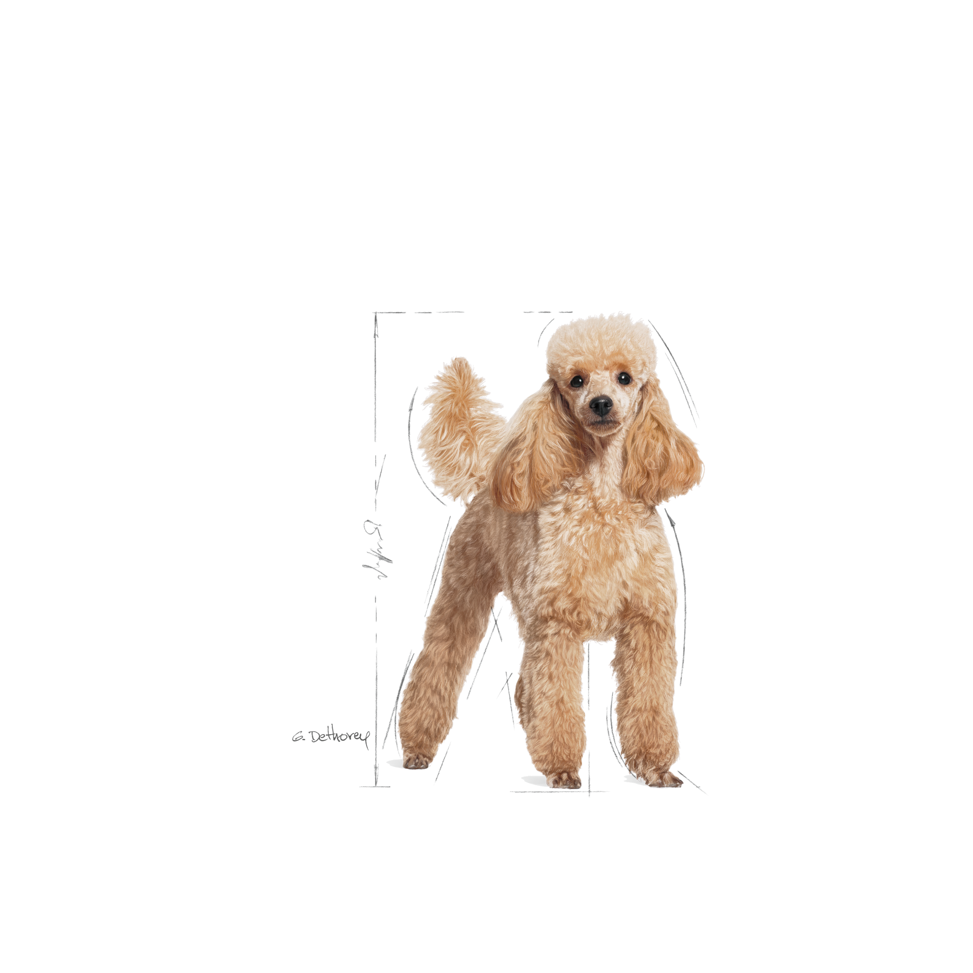 Poodle | Royal Canin LT