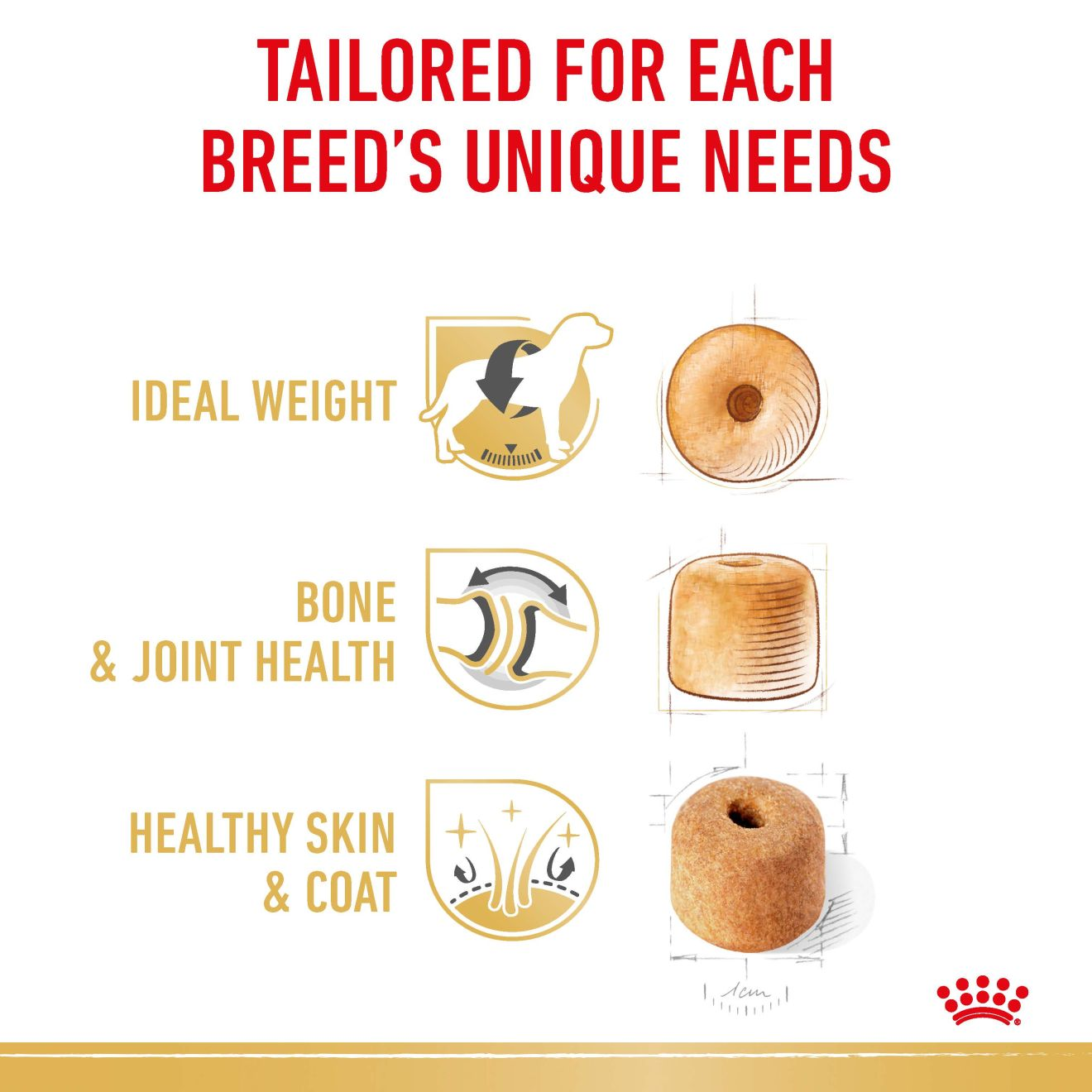 Labrador Retriever Adult | Royal Canin AU