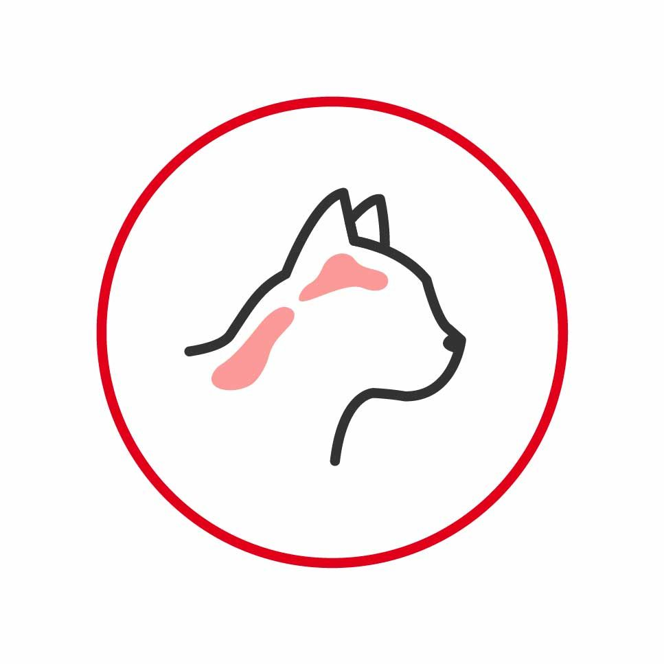 Cat Skin Conditions Signs Causes And Treatment Royal Canin Us