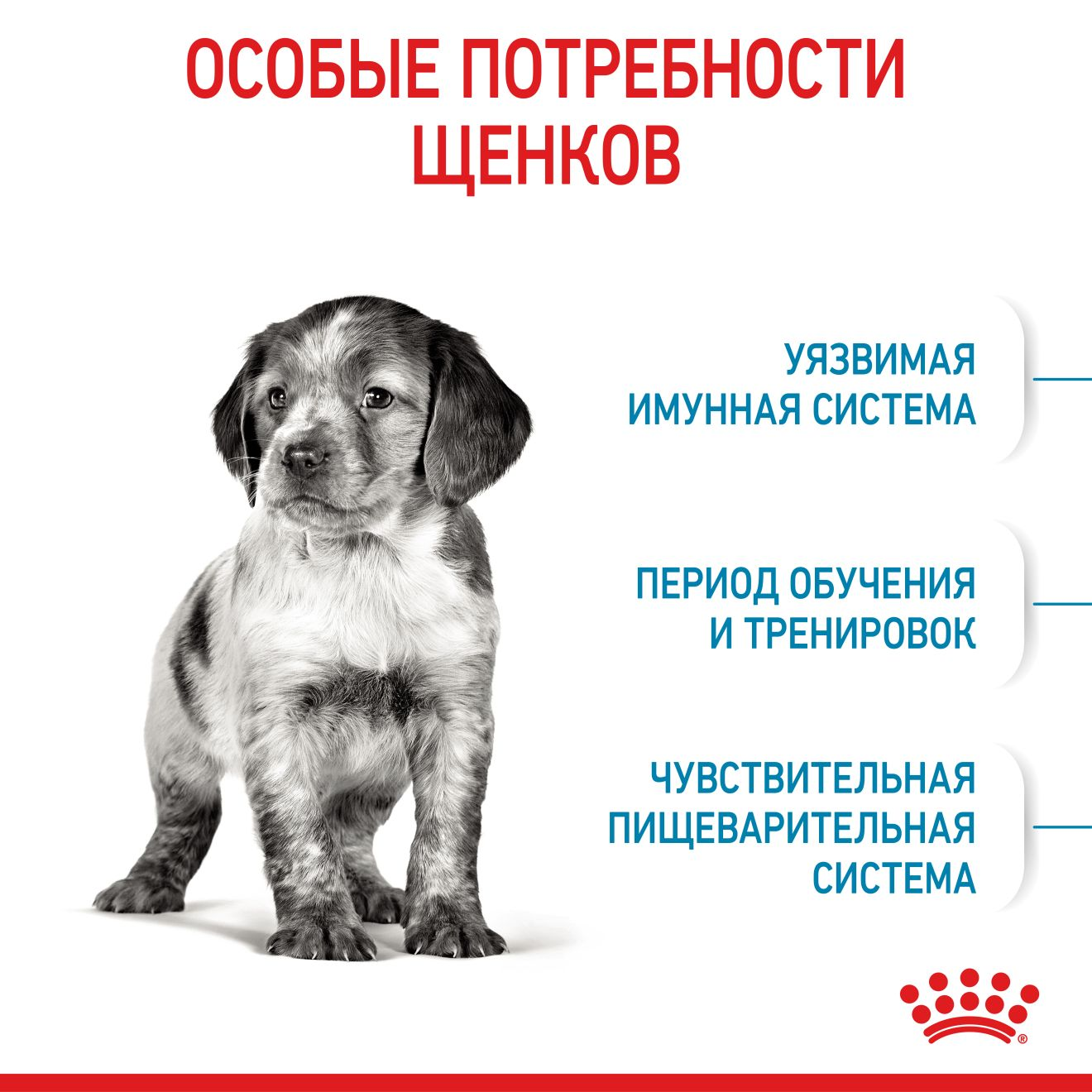 Medium Puppy | Royal Canin UA