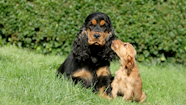 Cocker Spaniel Ingl s Royal Canin PE
