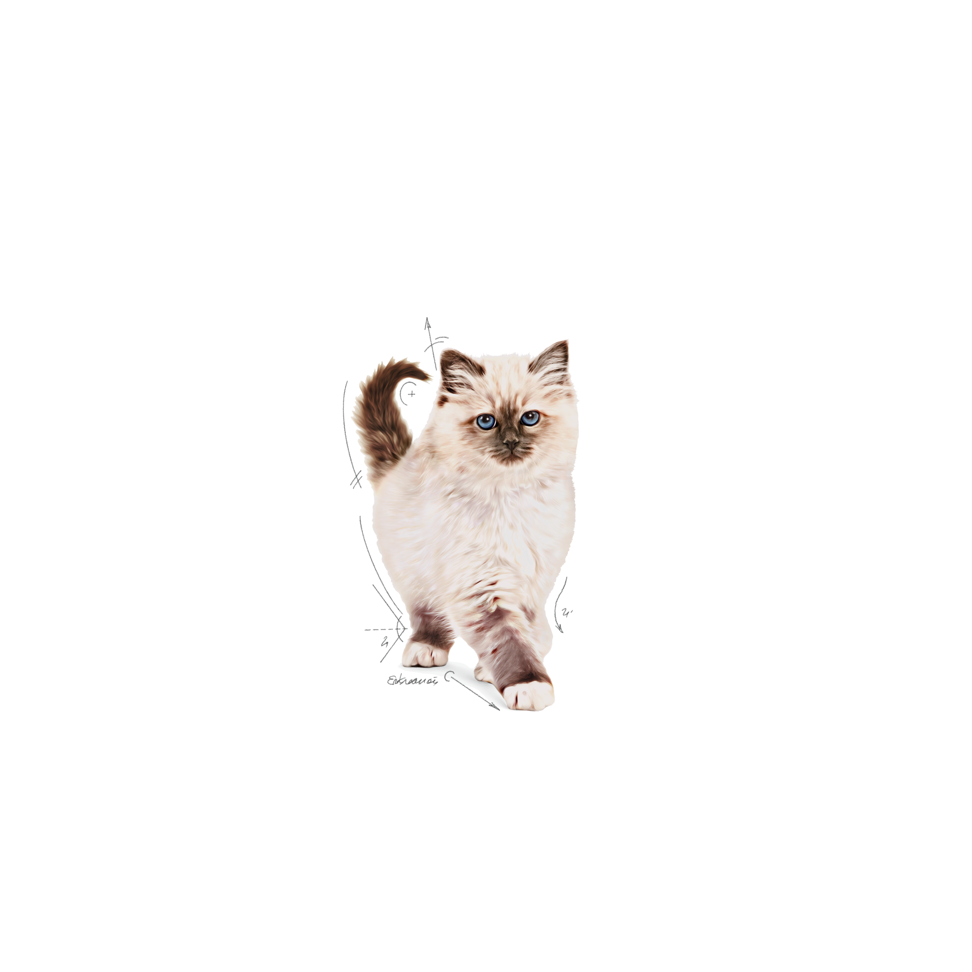 KITTEN | Royal Canin CO