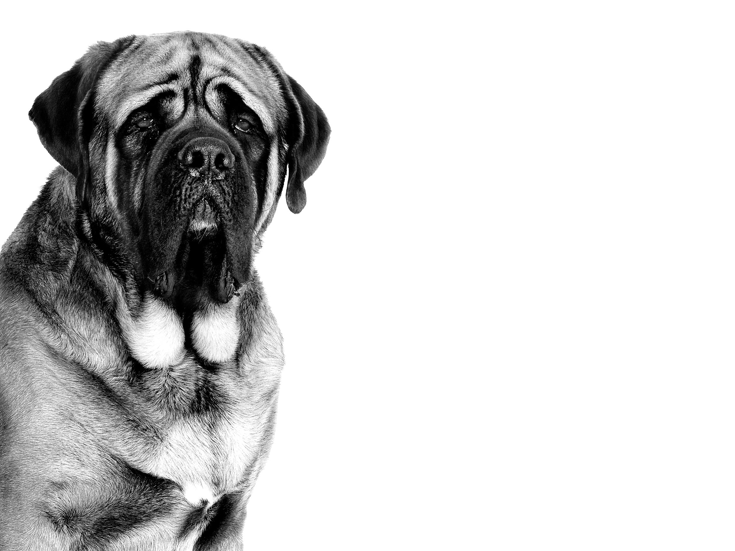 English Mastiff Zorba