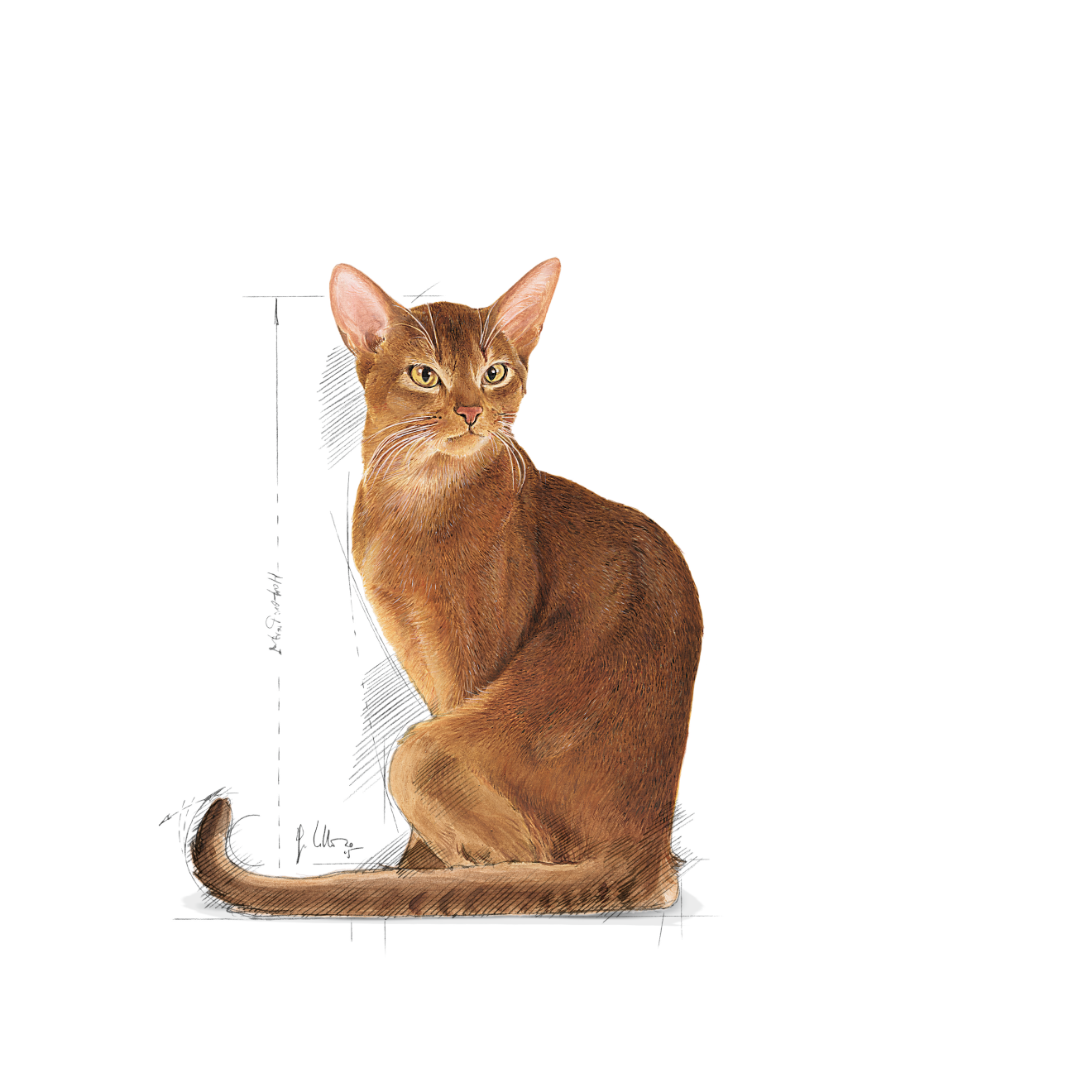 Savour Exigent | Royal Canin AU