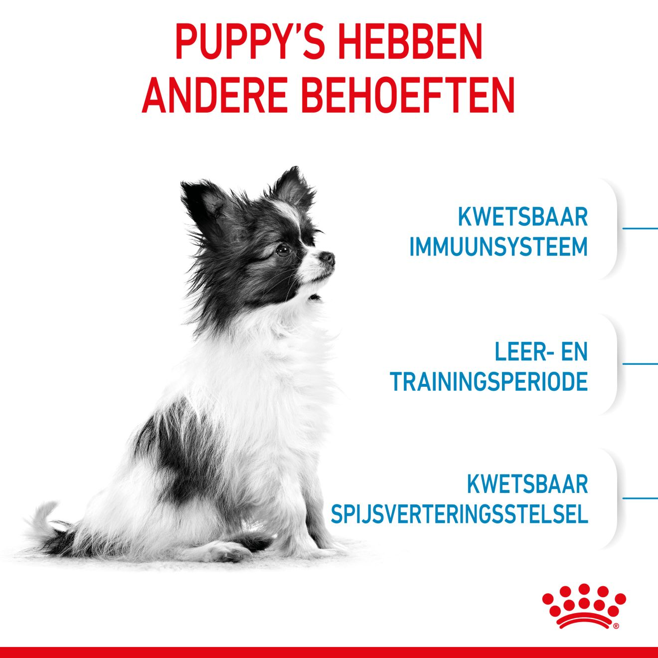Puppyvoer zeer kleine honden - X-Small Puppy | Royal Canin NL