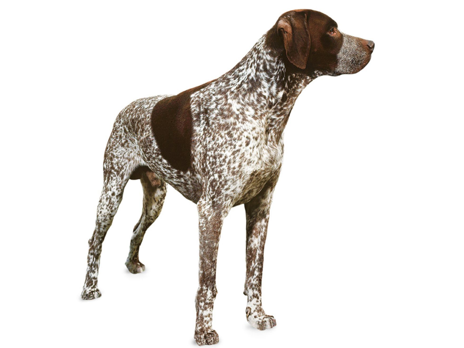 Braco Francés. Perro grande | Royal Canin MX