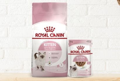 Kitten routine 4 months to adulthood (12 months) | Royal ...