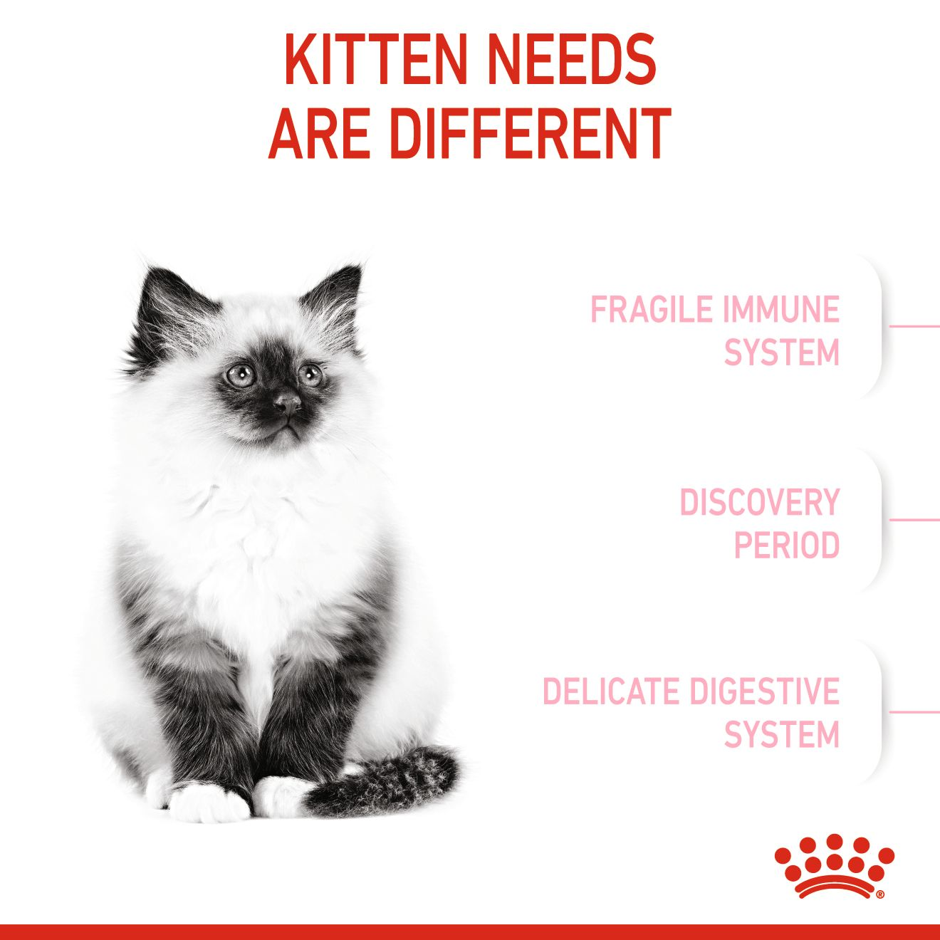 Feline Kitten | Royal Canin CA