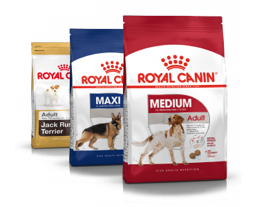 Jack Russell Terrier | Royal Canin Austria