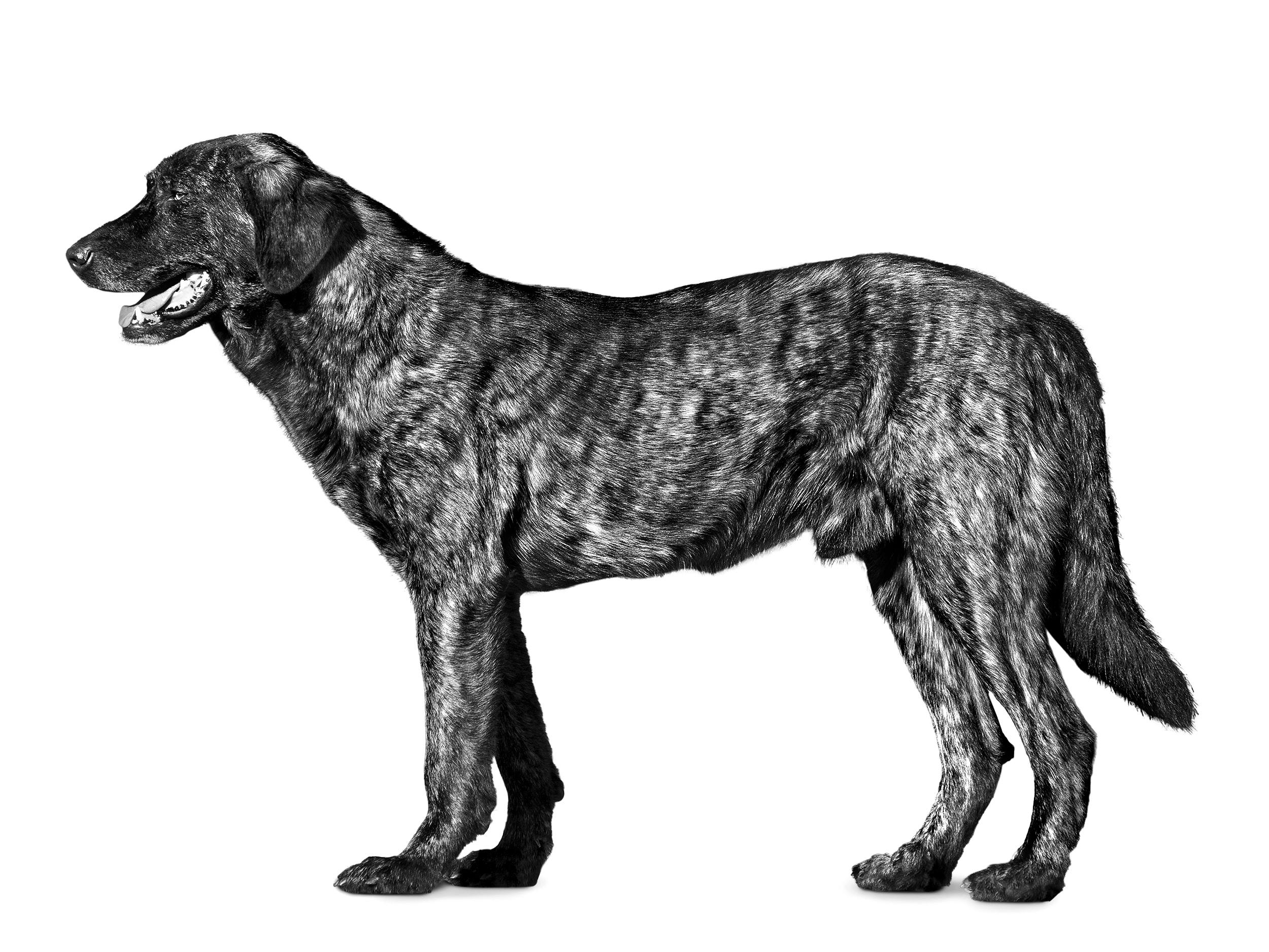 Castro Laboreiro Dog | Royal Canin