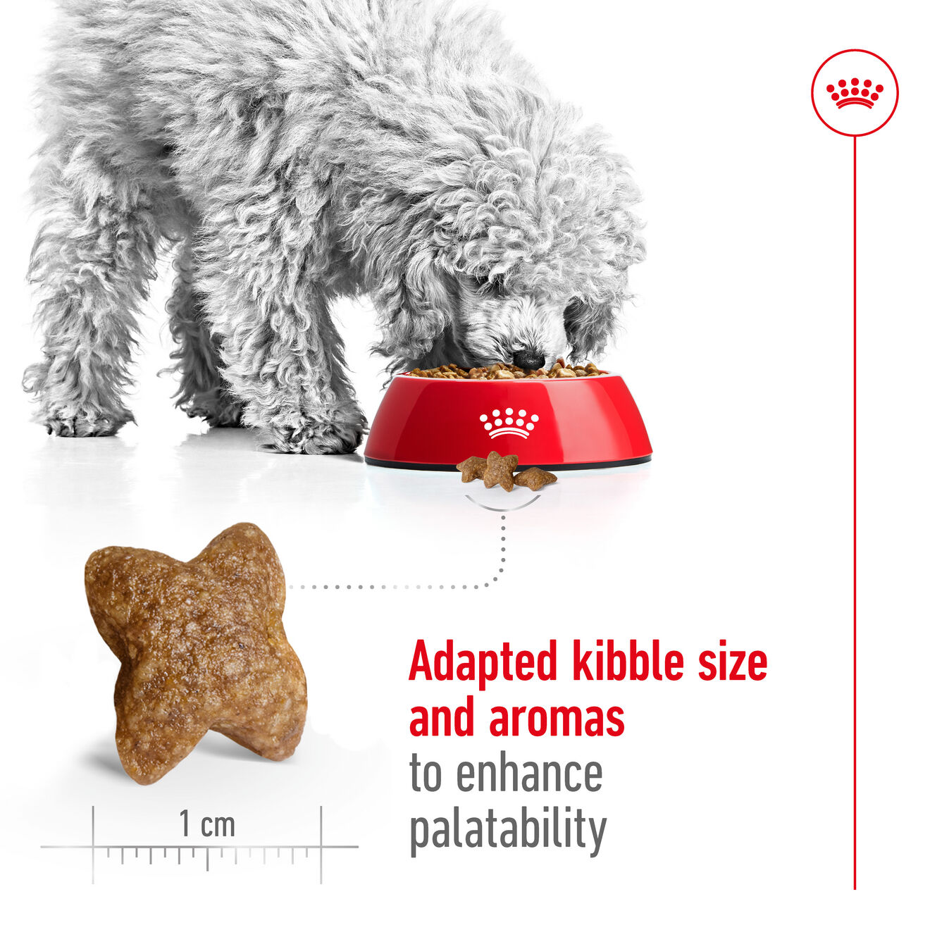 Mini Adult | Royal Canin AU