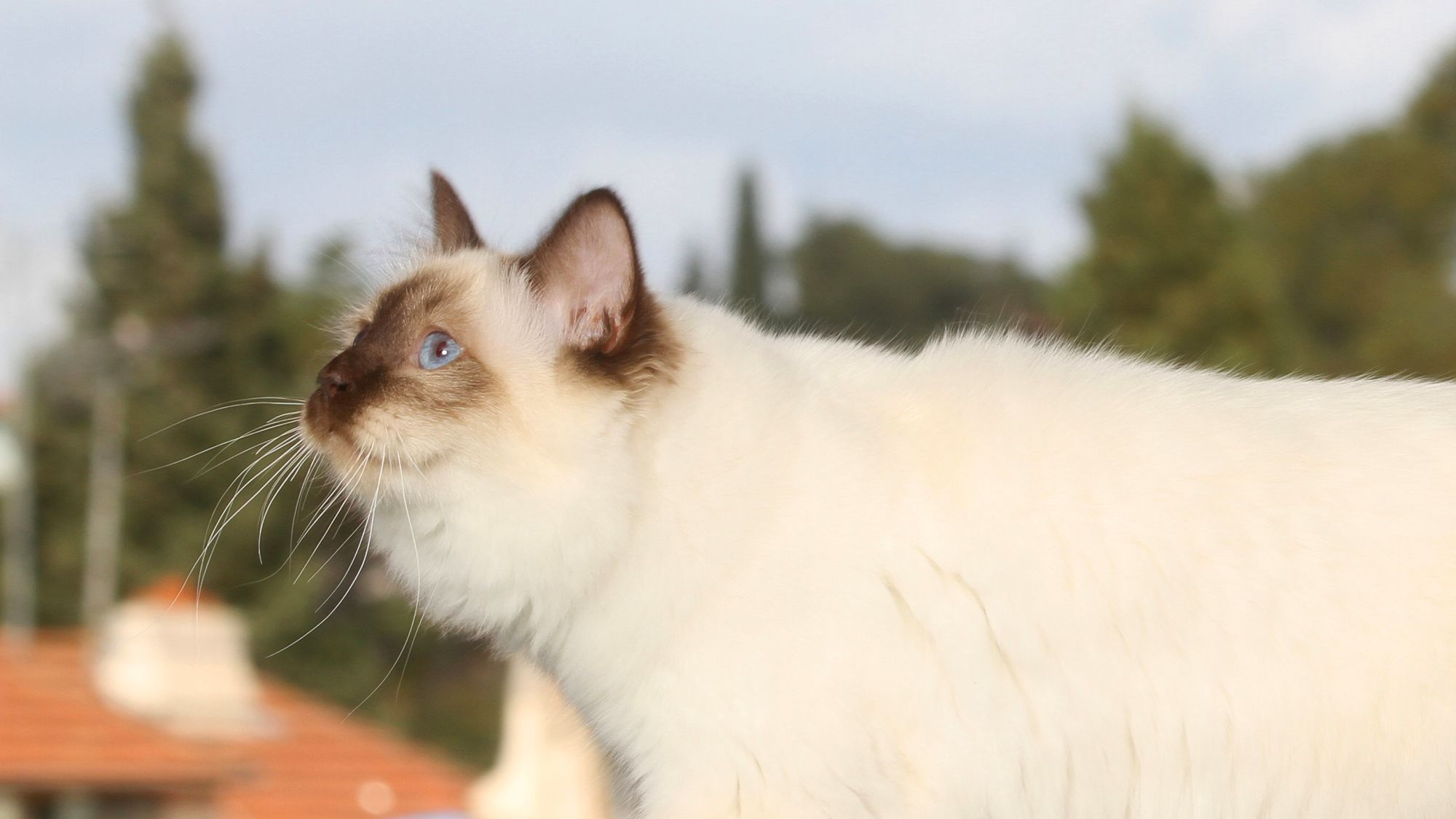 Sacred Birman: health, nutrition | Royal Canin US