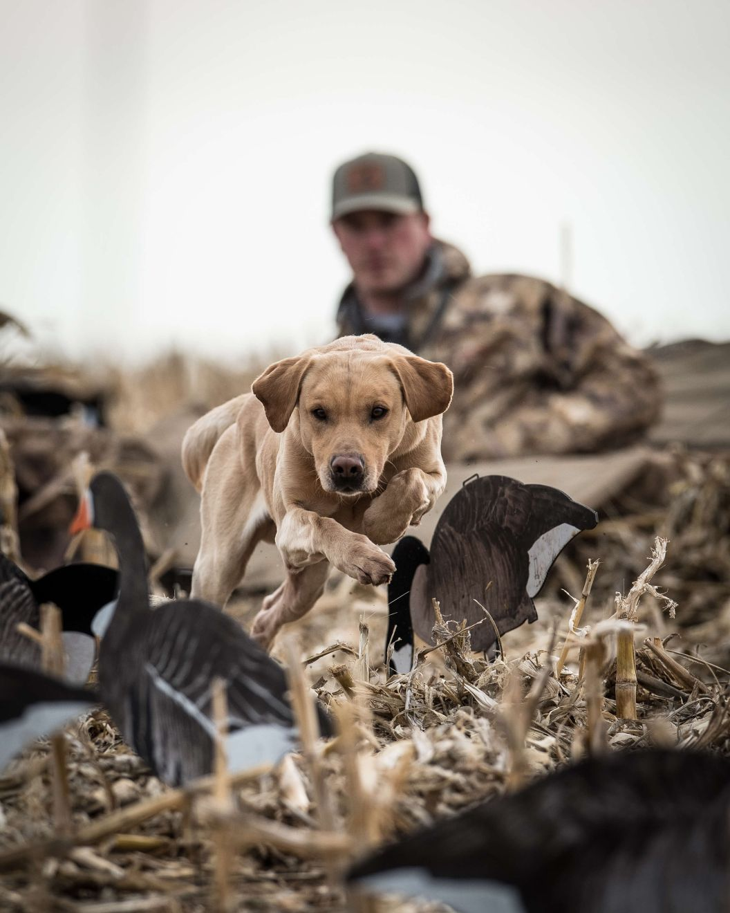 Duck Hunting Yellow Labs