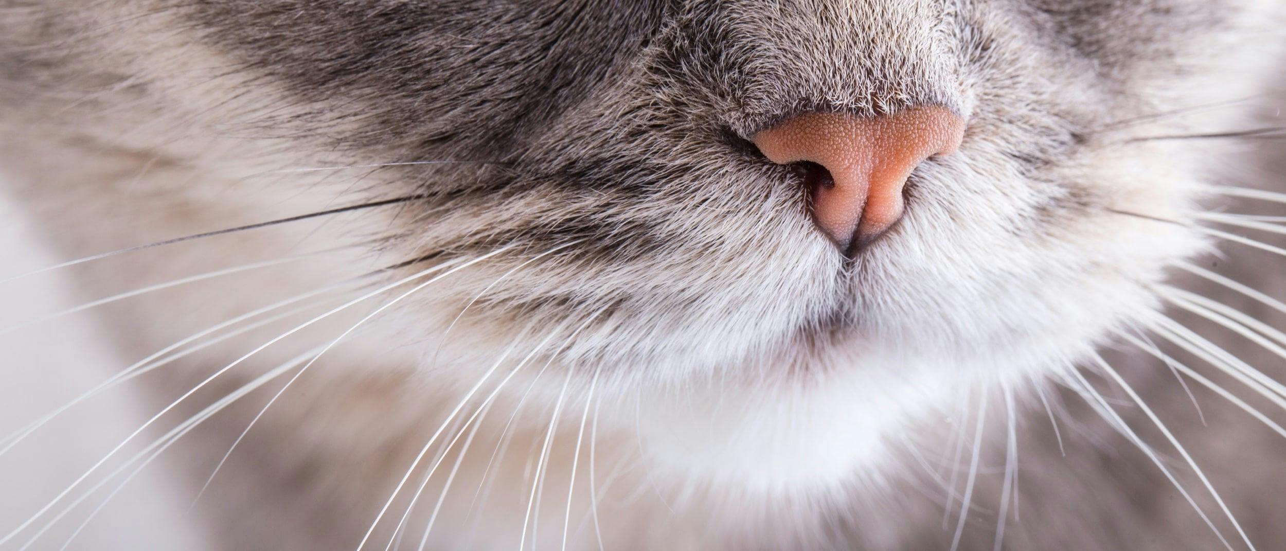 ¿Para qué sirven los bigotes del gato? - Royal Canin