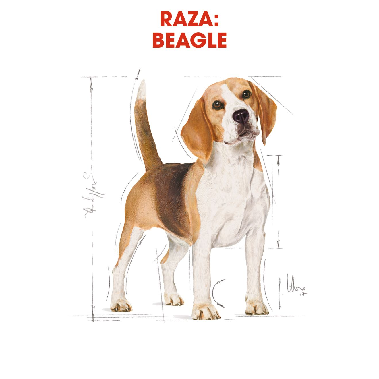 Beagle Adult | Royal Canin ES
