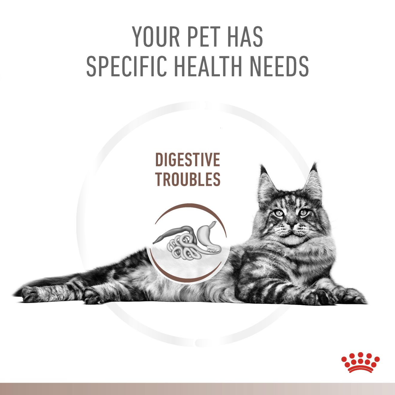VHN Cat Gastrointestinal Hydrolysed Protein | Royal Canin PL