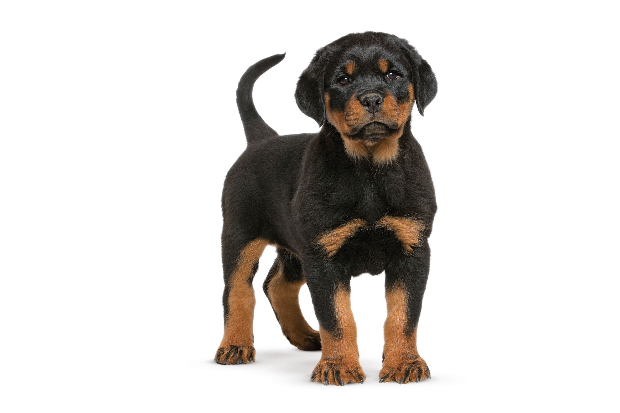 Rottweiler Puppy | Royal Canin Turkey