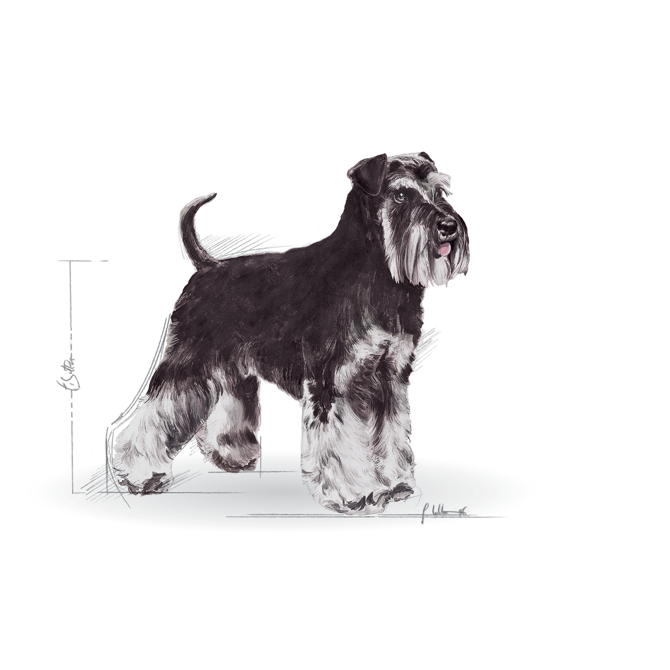 Miniature Schnauzer Adult | Royal Canin Turkey