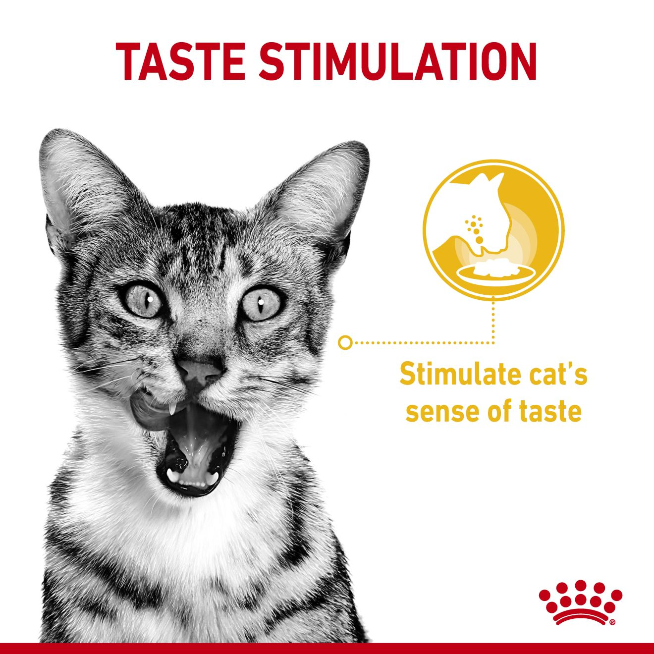 Sensory Taste Adult Cat (Gravy) | Royal Canin HK