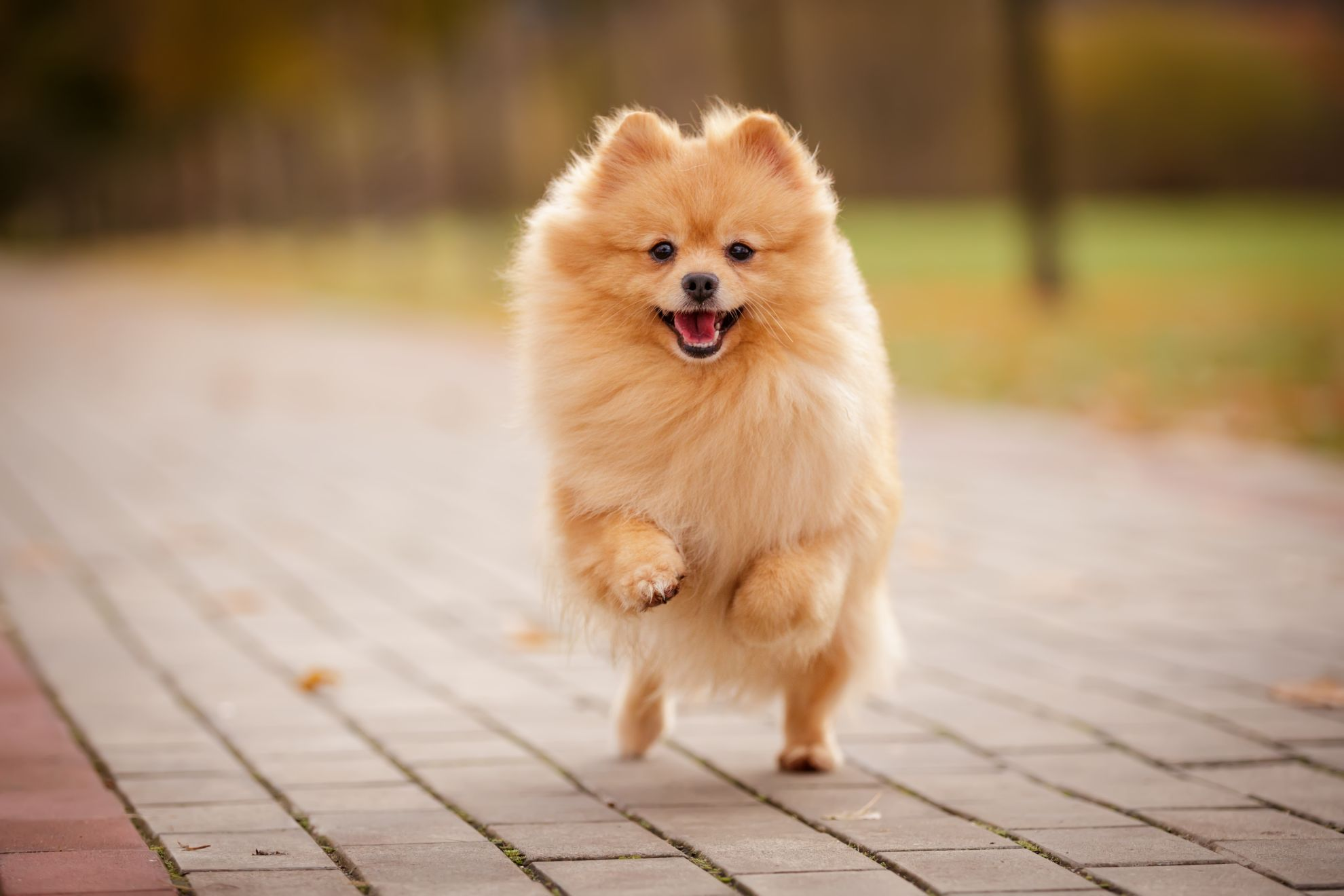 Pomeranian: characteristics, health, nutrition | Royal Canin AE