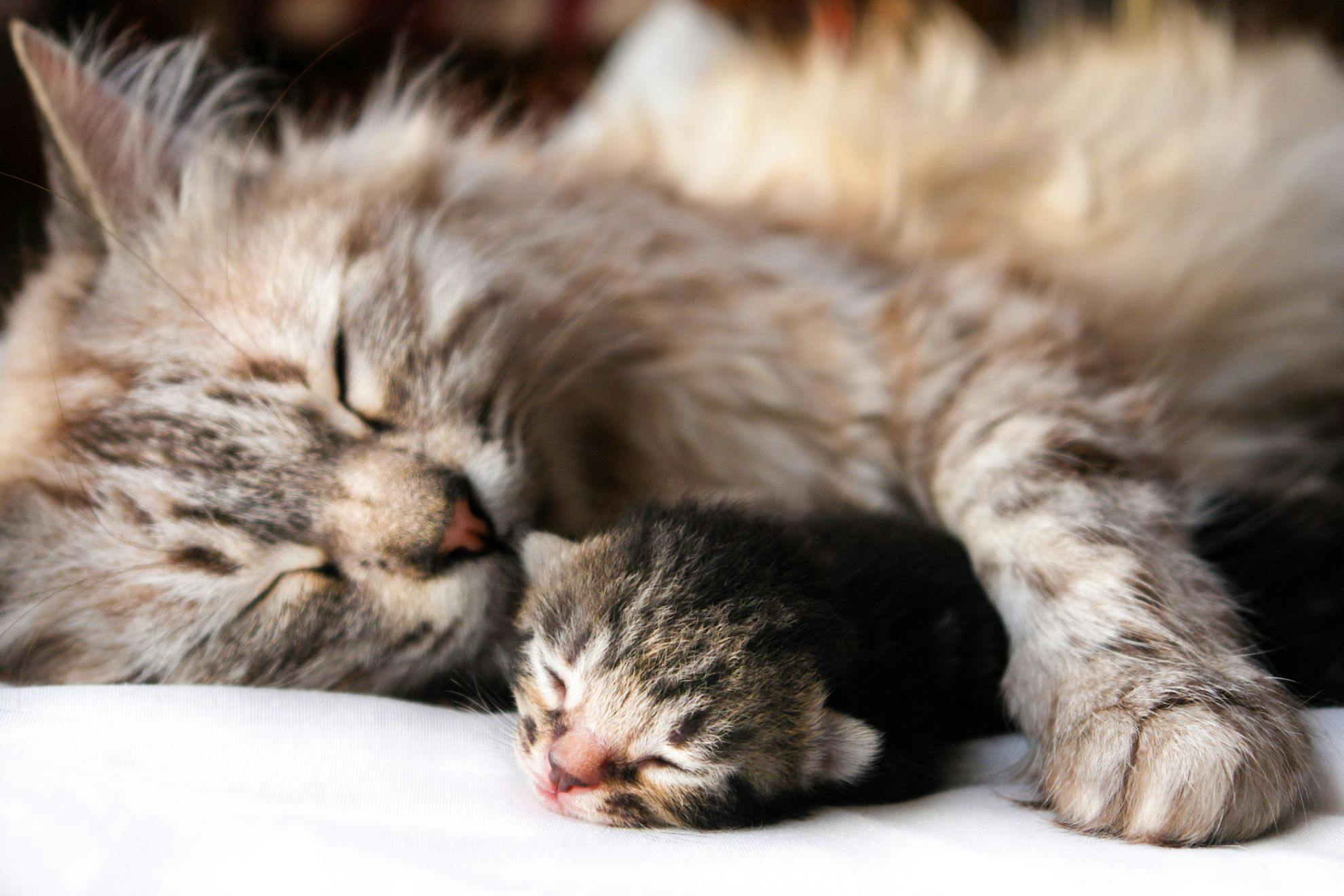 How is a kitten's immunity different from an adult cat?