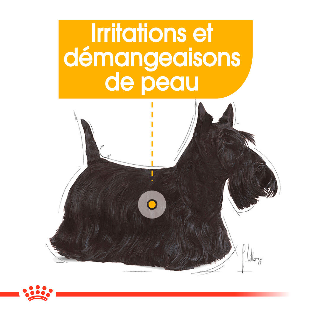Mini Dermacomfort | Royal Canin BE