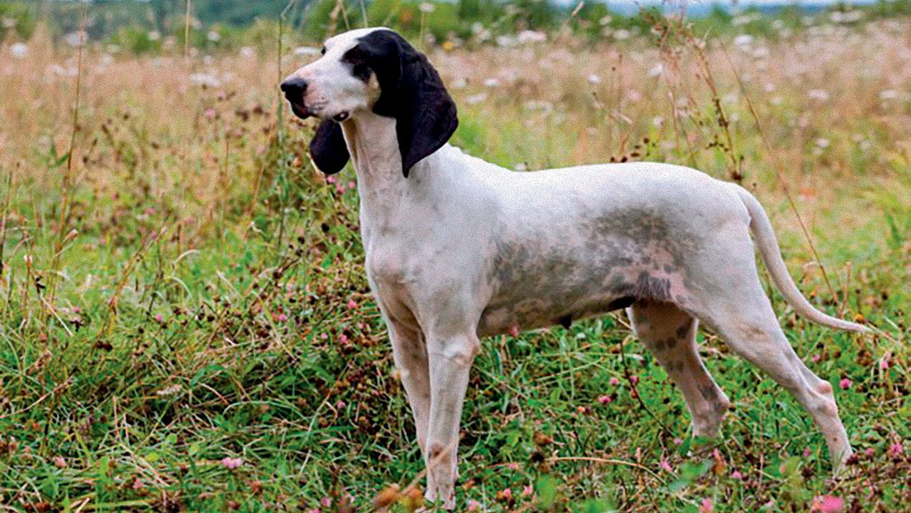 Are Ariegeoiss Intelligent Dogs