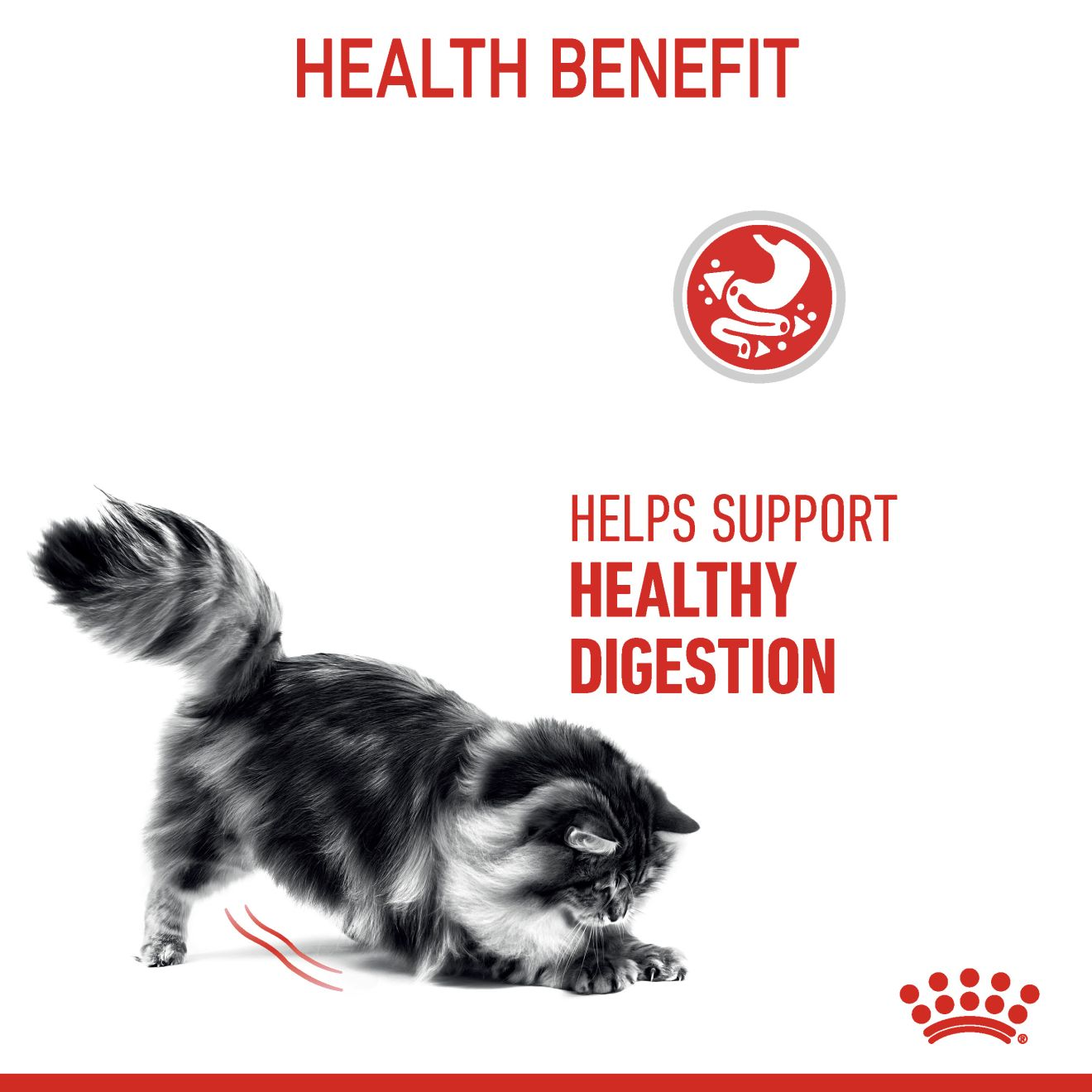 Digestive Care Dry Cat Food | Royal Canin CA