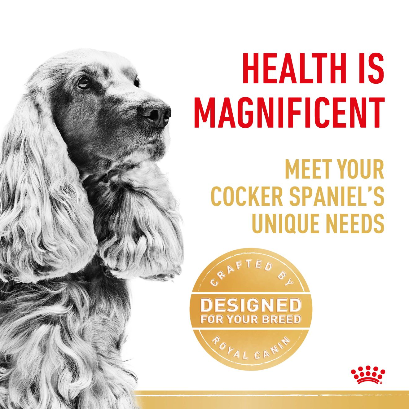 Cocker Spaniel Adult | Royal Canin AU