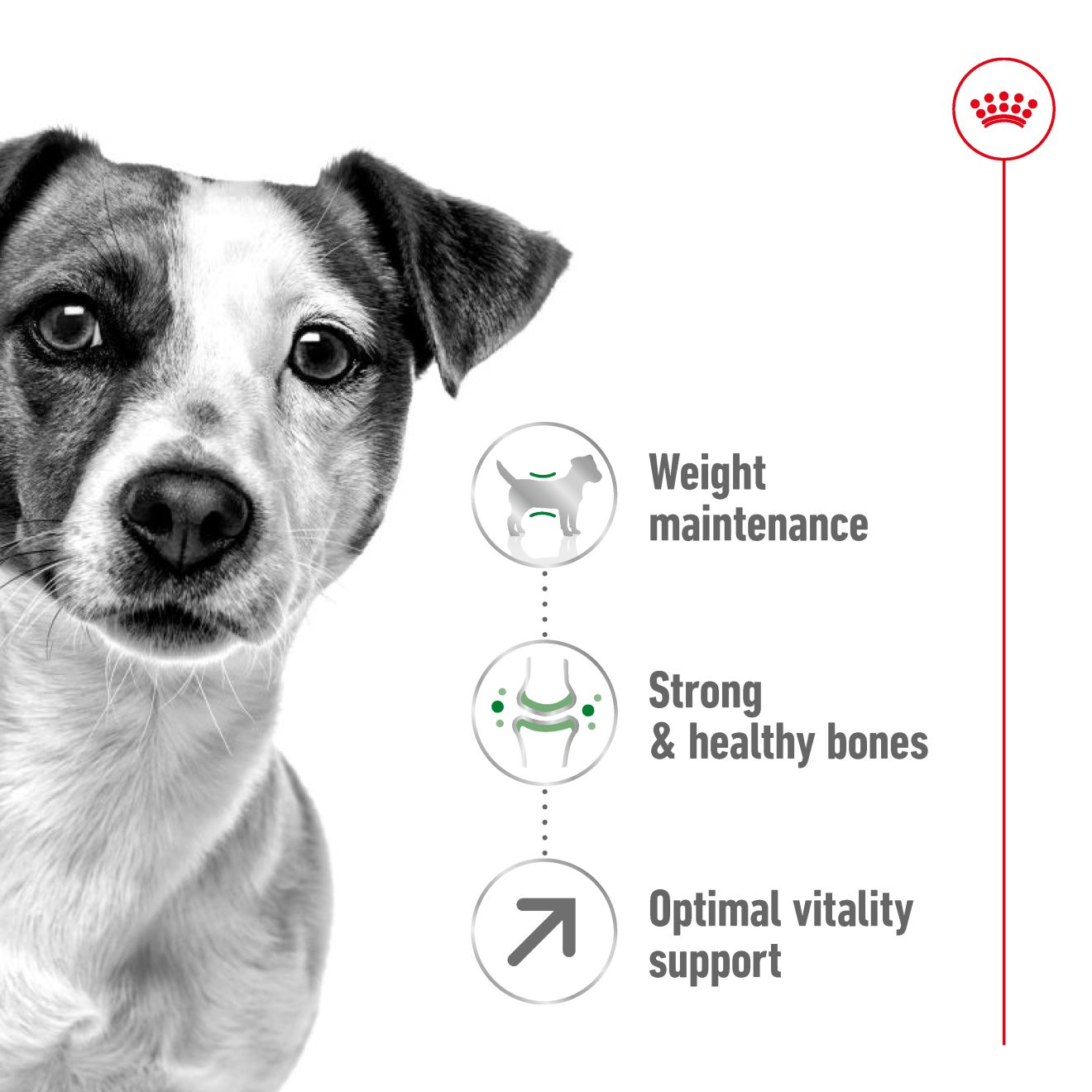 Mini Adult 8+ | Royal Canin AU
