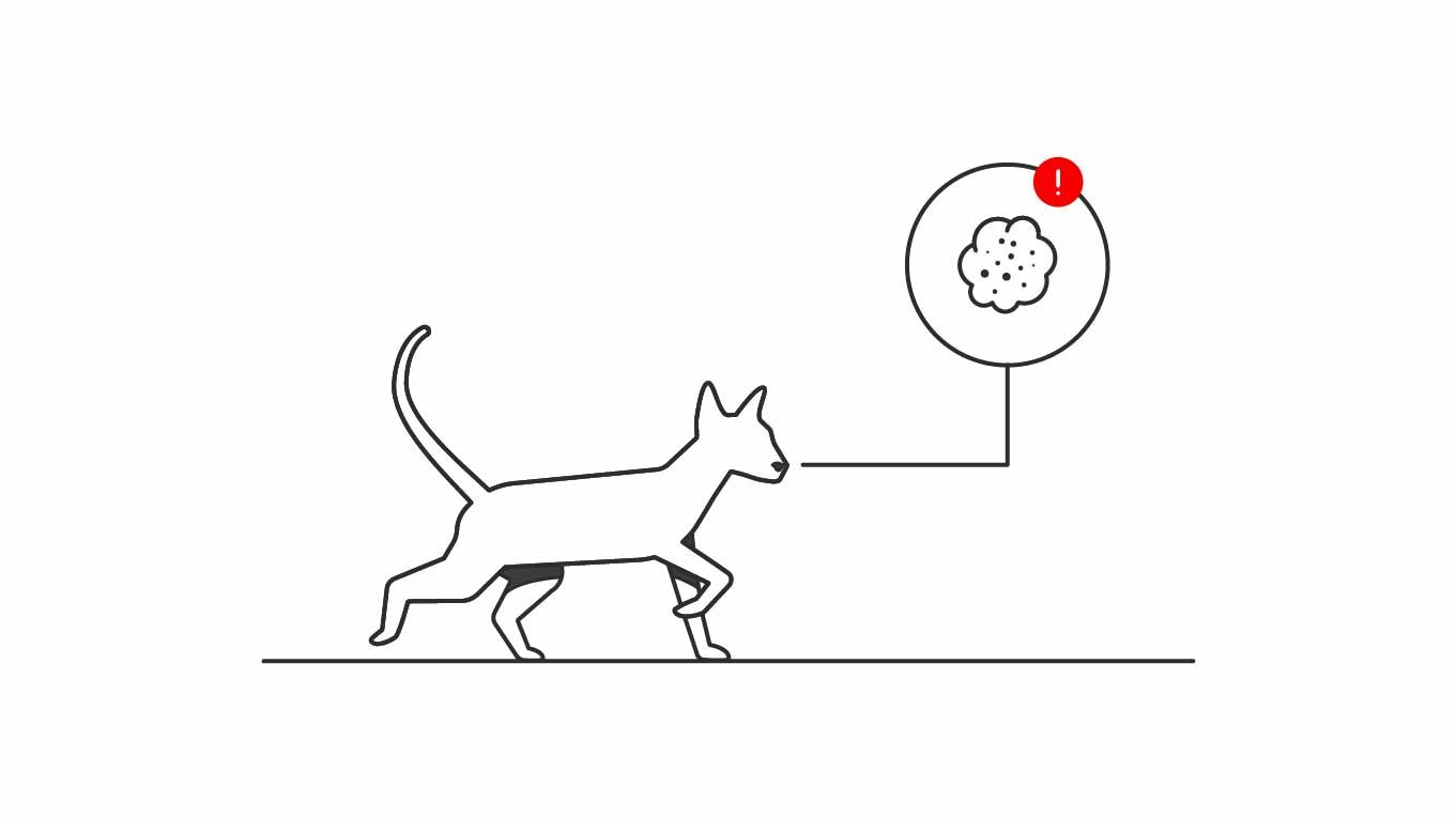 Food Allergies In Cats Royal Canin Us